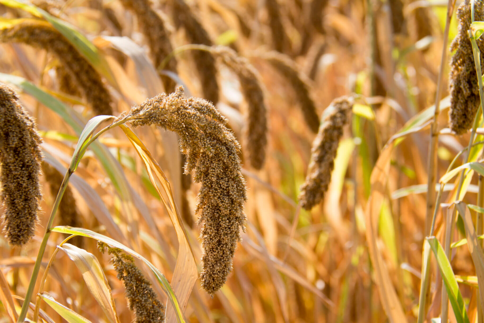 Making millets mighty again | The Plate