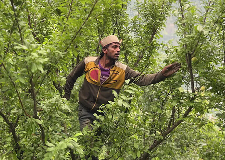 How plums can be a juicy business for India's Himalayan farmers | The Plate