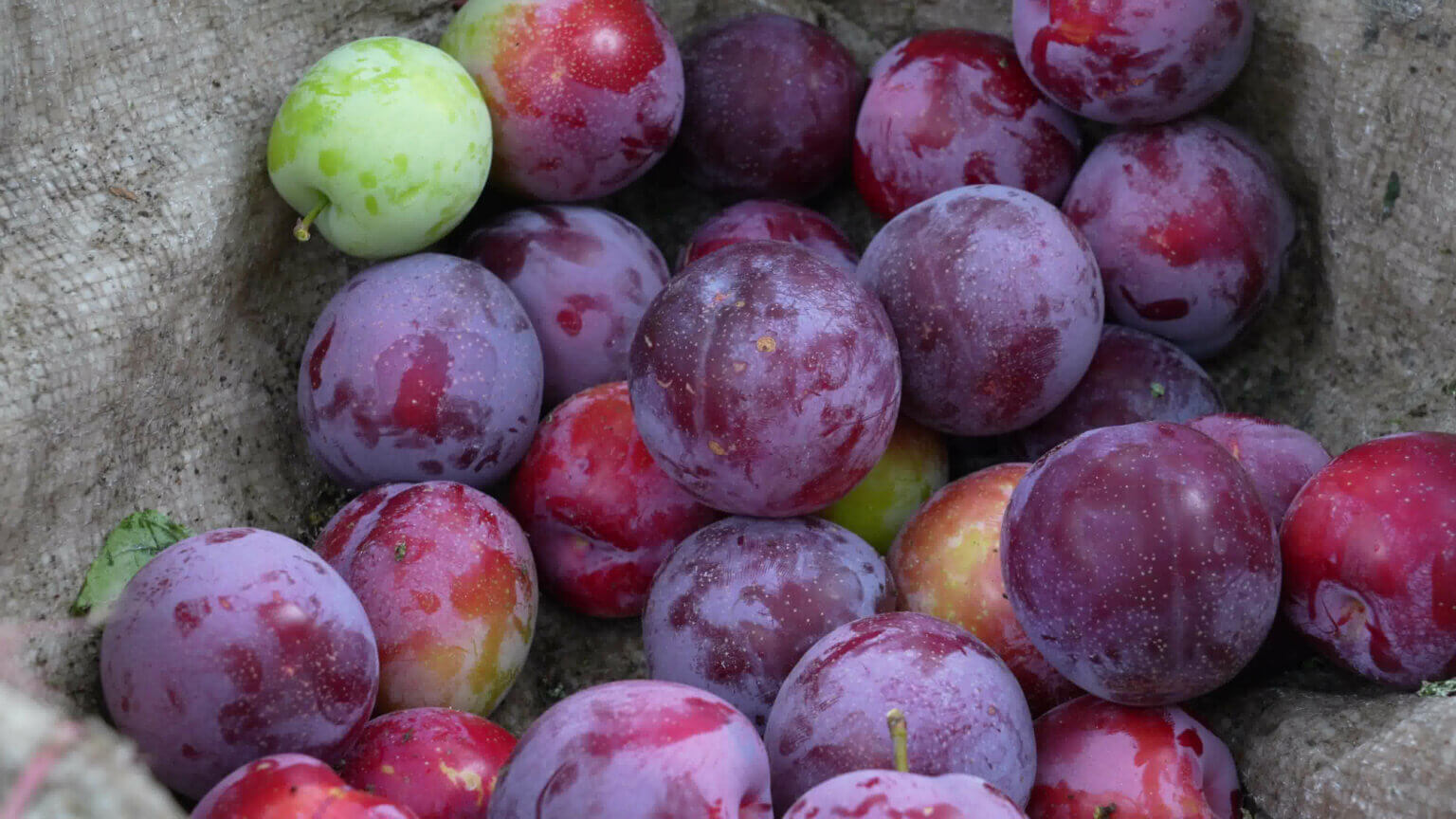 How plums can be a juicy business for India's Himalayan farmers | The Plate
