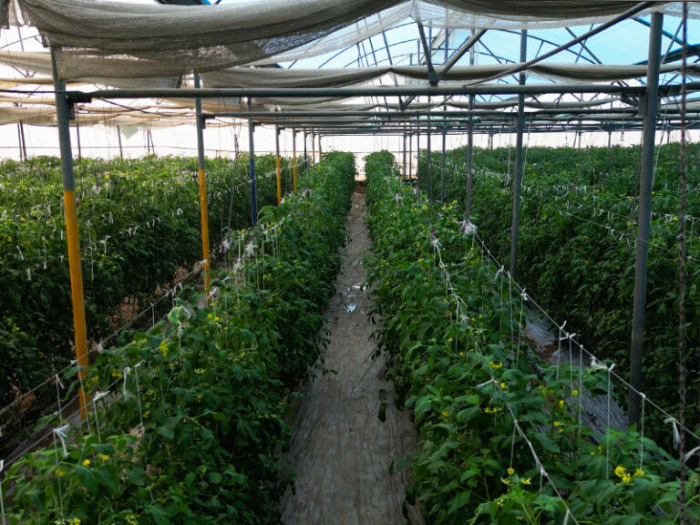 How polyhouse farming in Rajasthan's desert is turning farmers into ...