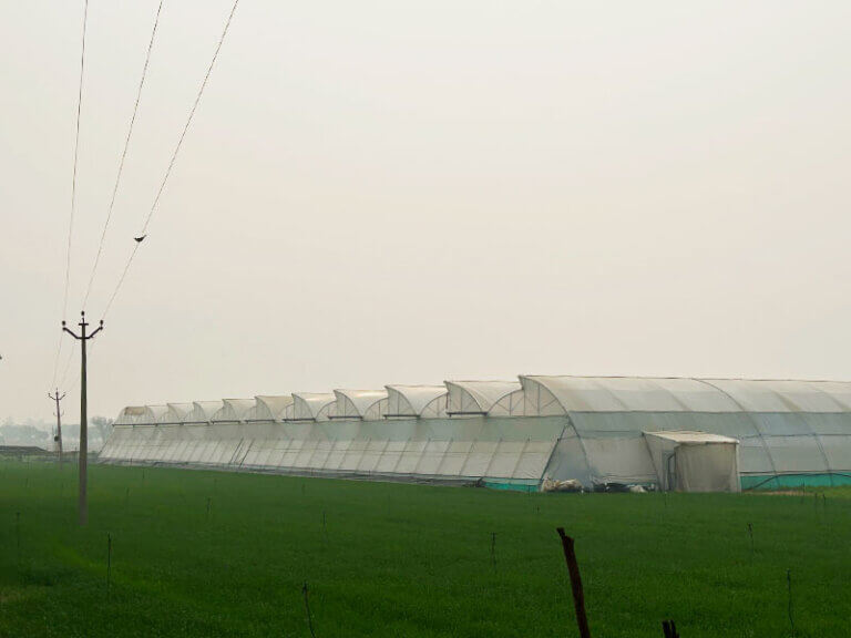 How polyhouse farming in Rajasthan's desert is turning farmers into ...