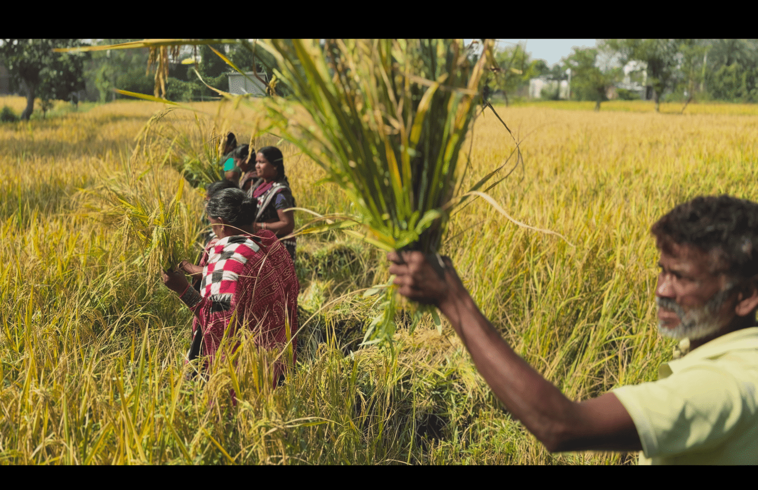 Odisha's rice that can beat diabetes and malnutrition | The Plate